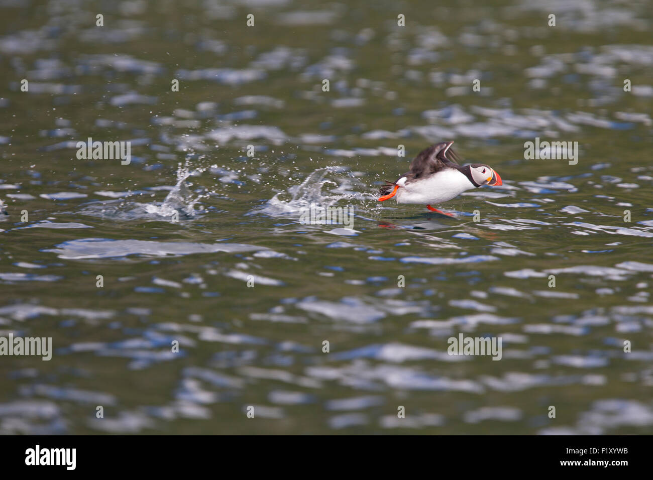 Puffins starting at sea Stock Photo - Alamy