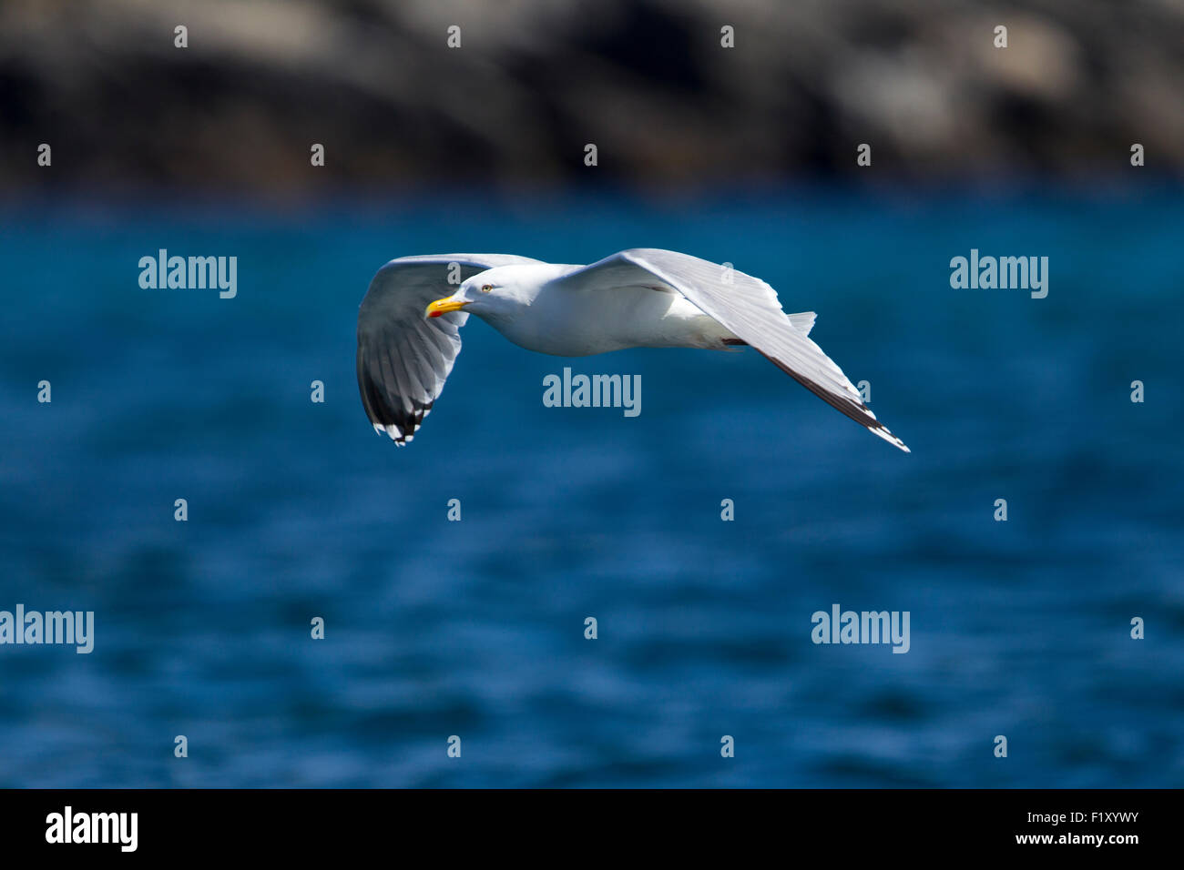 Close up on flying seagull flying against the photographer Stock Photo ...