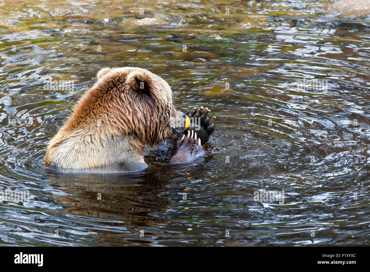 Kodiak bear which is bathed in a Swedish zoo Stock Photo - Alamy