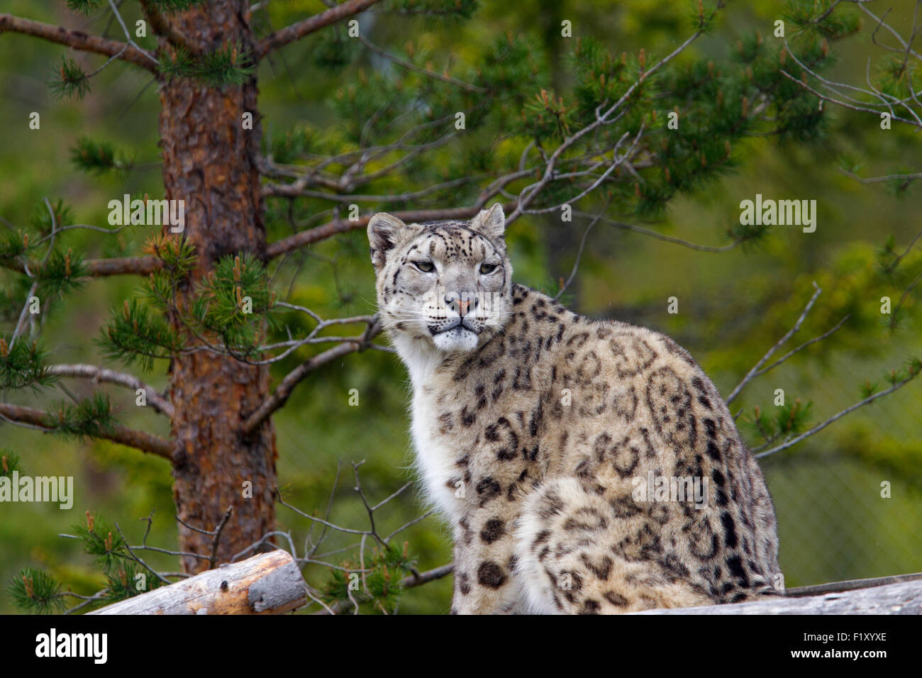 Best of leopard hi-res stock photography and images - Alamy
