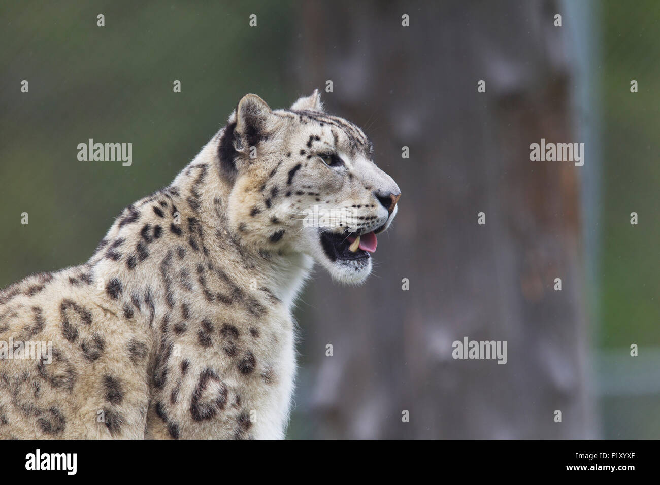 Best of leopard hi-res stock photography and images - Alamy