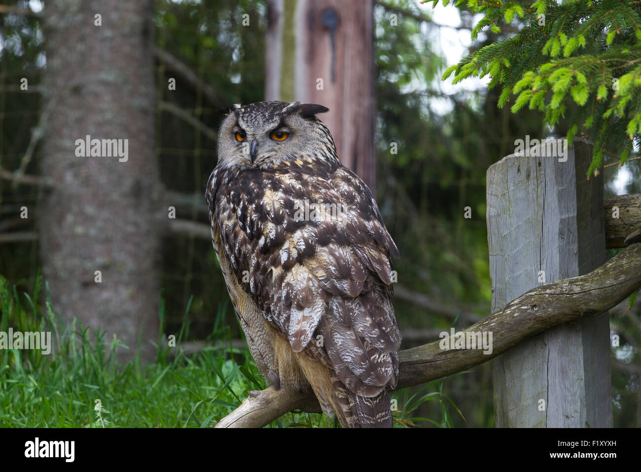 Is A Very Large Owl High Resolution Stock Photography and Images - Alamy