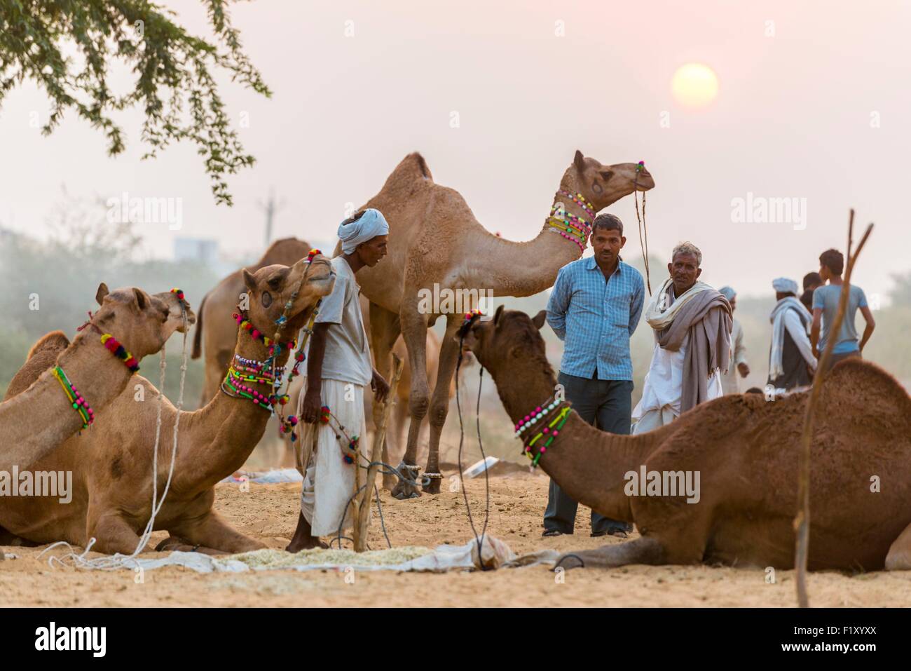 India, Rajasthan state, Pushkar, the Pushkar cattle fair Stock Photo ...