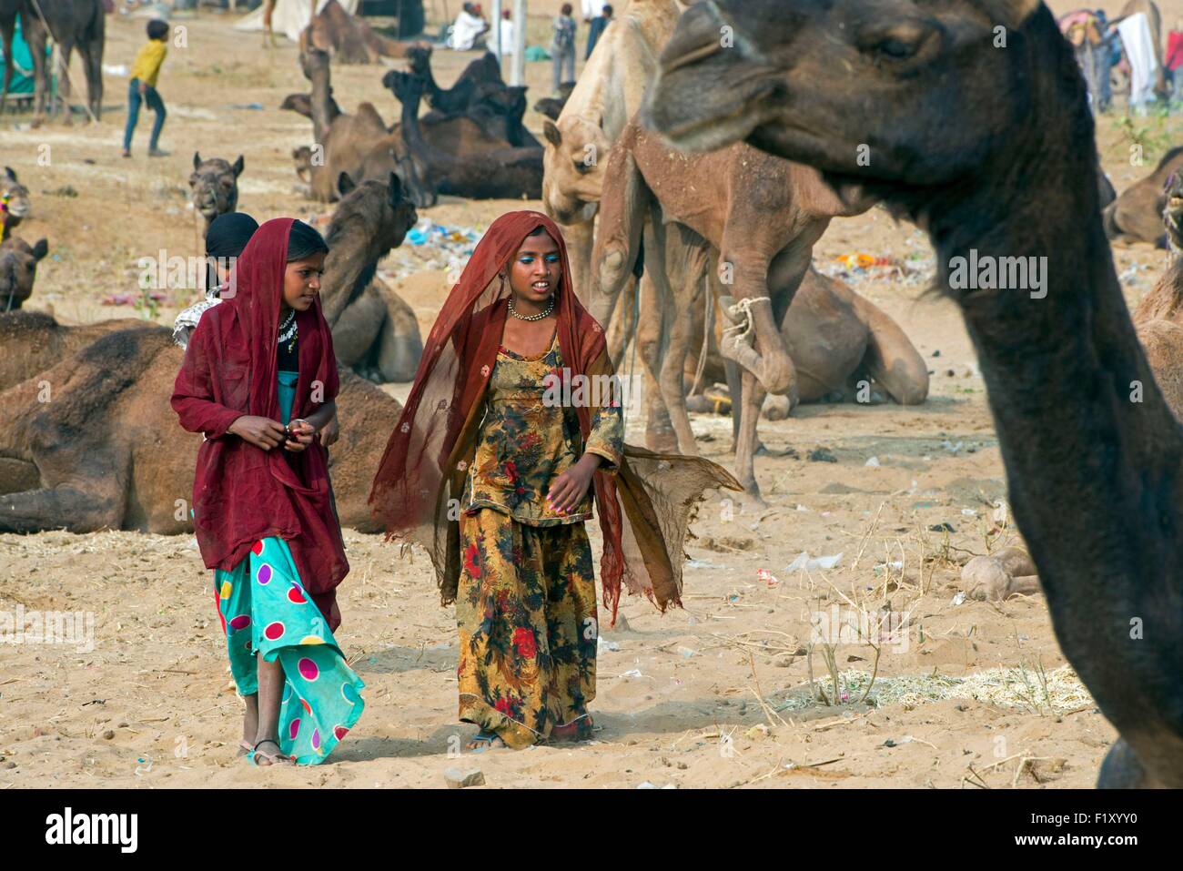 India, Rajasthan state, Pushkar, the Pushkar cattle fair Stock Photo ...
