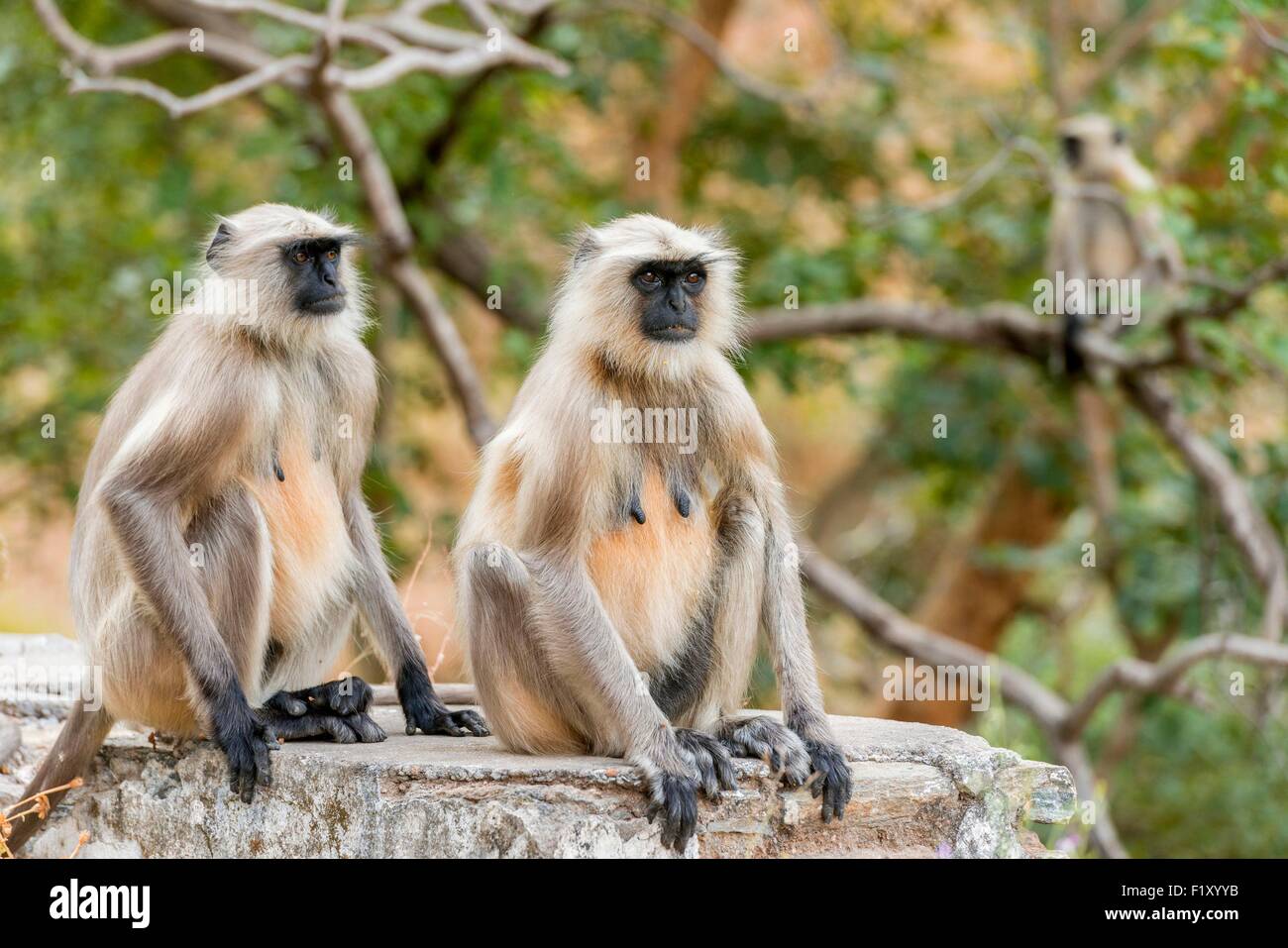 India, Rajasthan state, Ranakpur, Langur monkeys on the road Stock ...