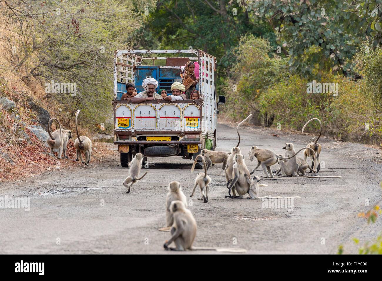 India, Rajasthan state, Ranakpur, Langur monkeys on the road Stock ...
