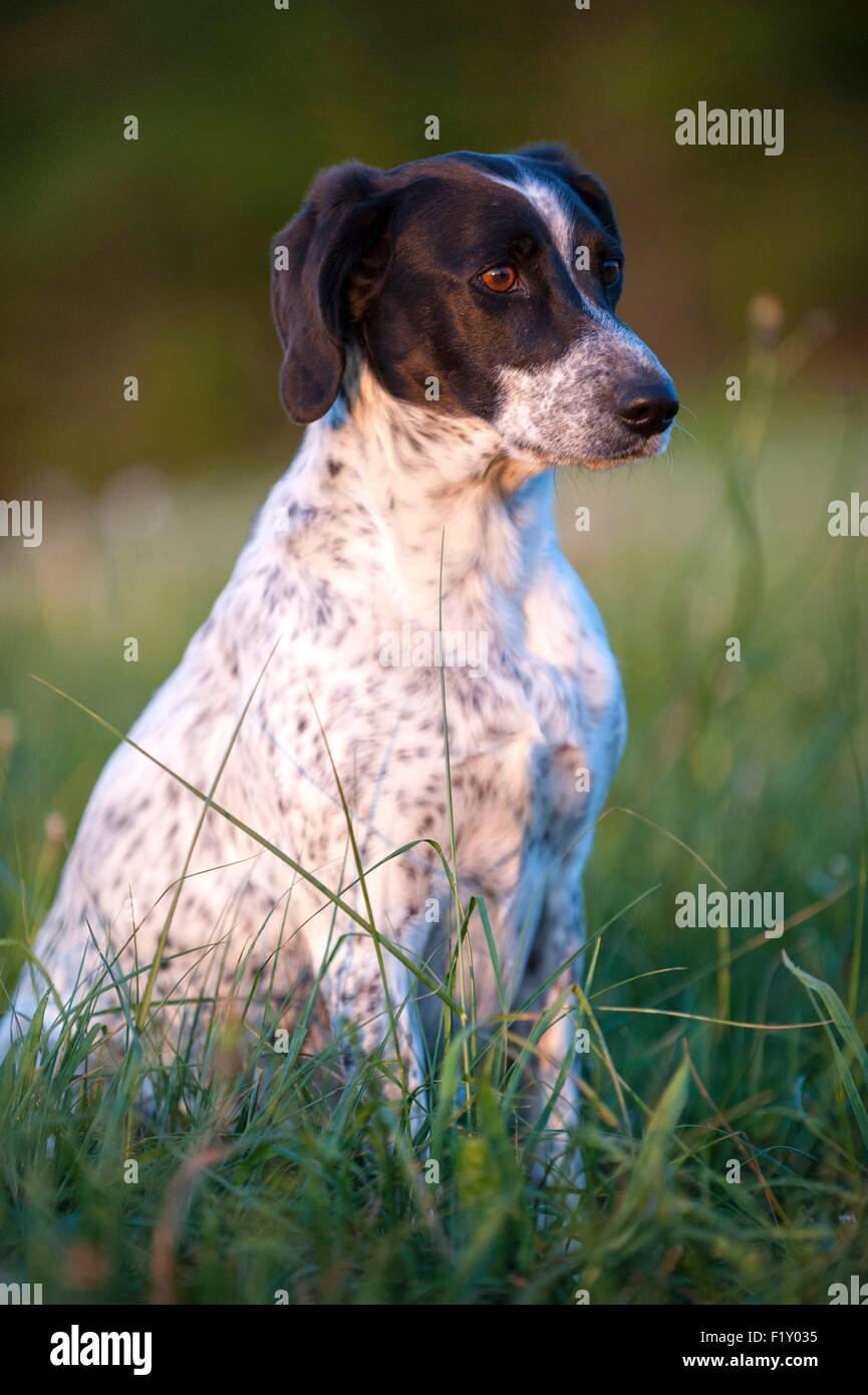 Seated hunting dog hi-res stock photography and images - Alamy
