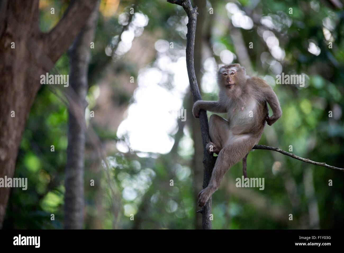 Thailand, Macaque North pigtail (Macaca leonina Stock Photo - Alamy