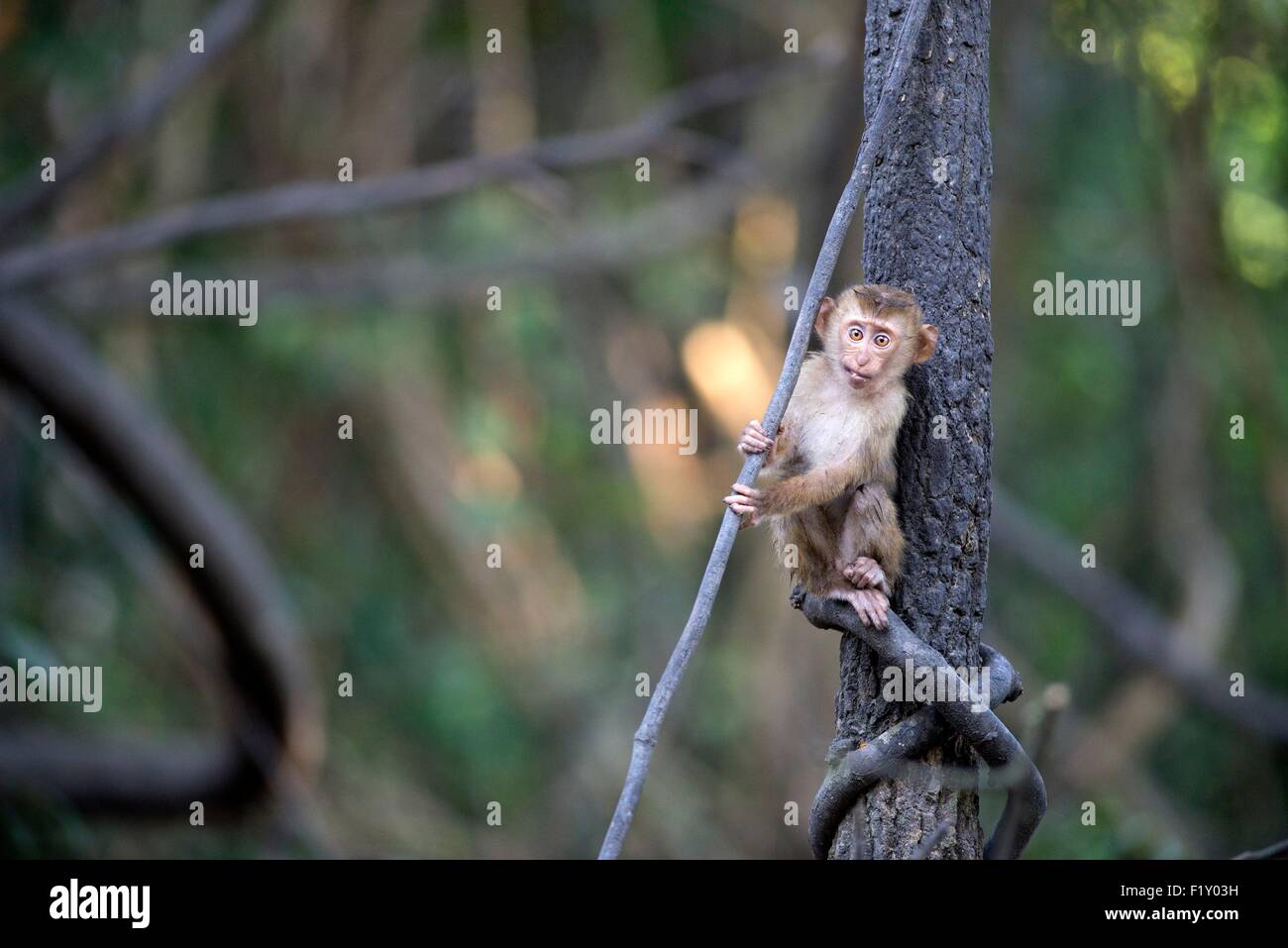 Thailand, Macaque North pigtail (Macaca leonina Stock Photo - Alamy