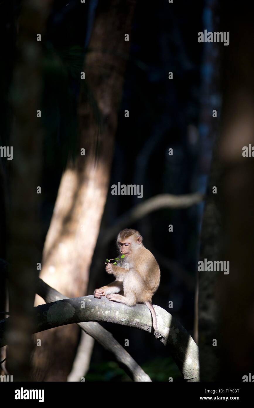 Thailand, Macaque North pigtail (Macaca leonina Stock Photo - Alamy