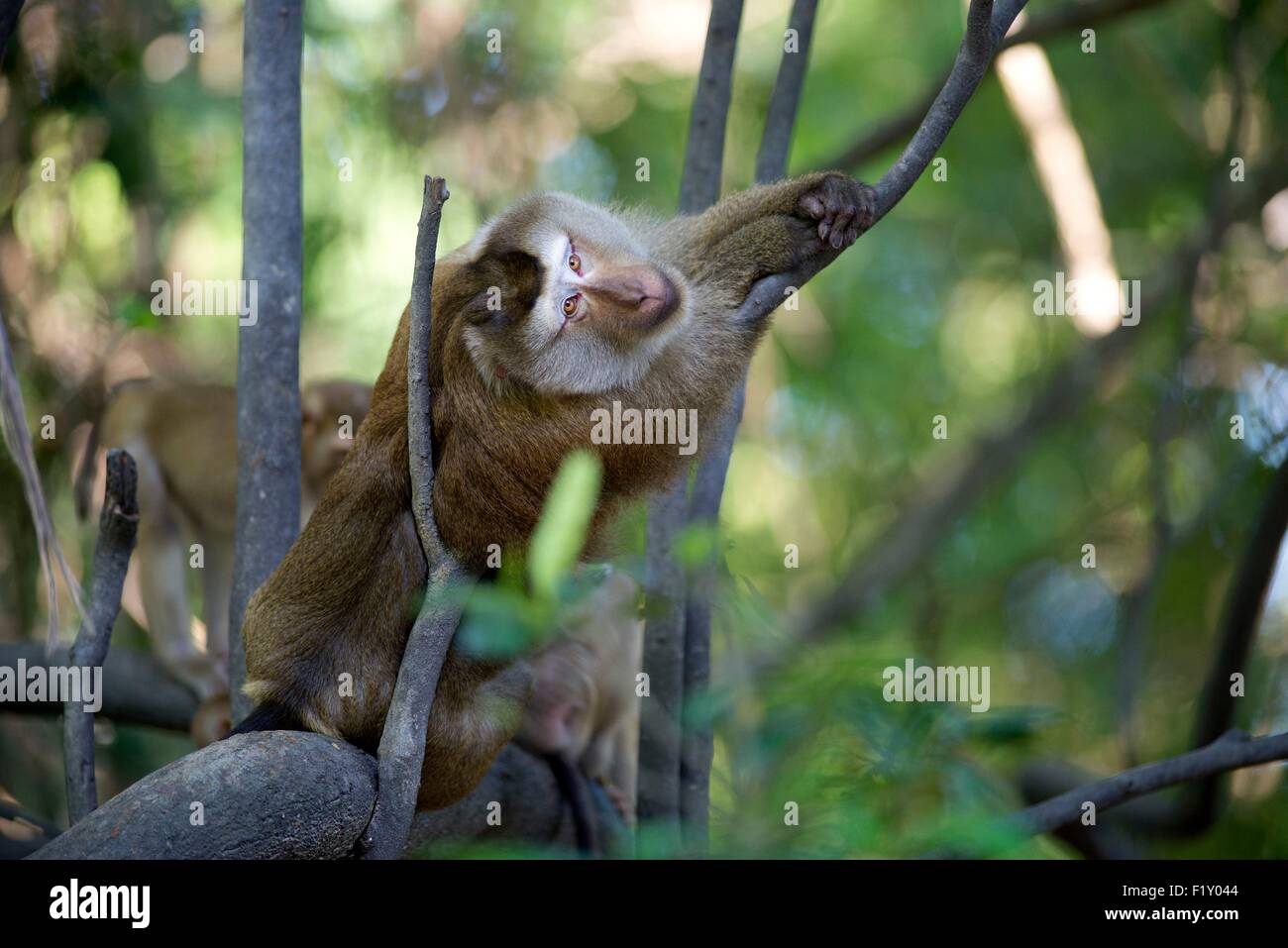 Thailand, Macaque North pigtail (Macaca leonina), dominant male Stock ...