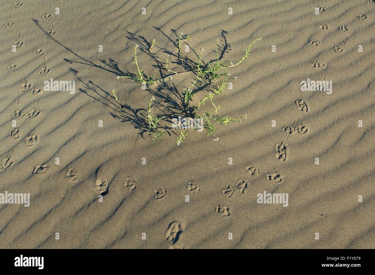 Bird footprint hi-res stock photography and images - Alamy