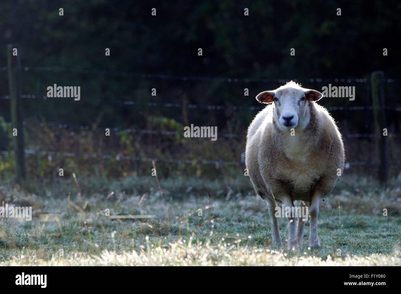 Sheep (Ovis aries Stock Photo - Alamy