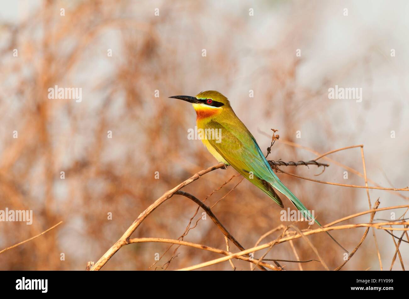Thailand, Blue-tailed Bee-eater (Merops philippinus Stock Photo - Alamy