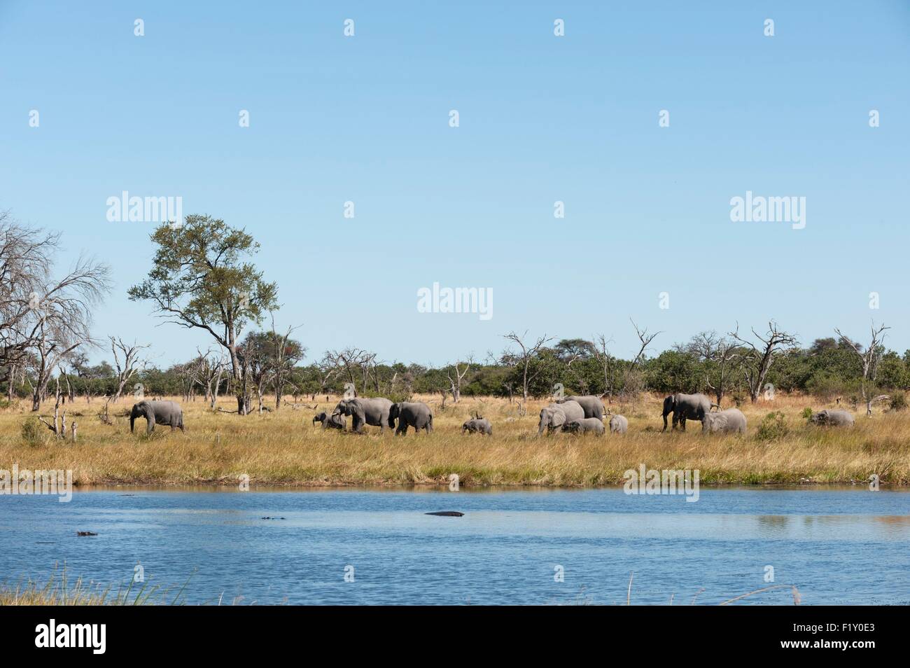 Botswana, Okavango Delta, listed as World Heritage by UNESCO, Khwai ...
