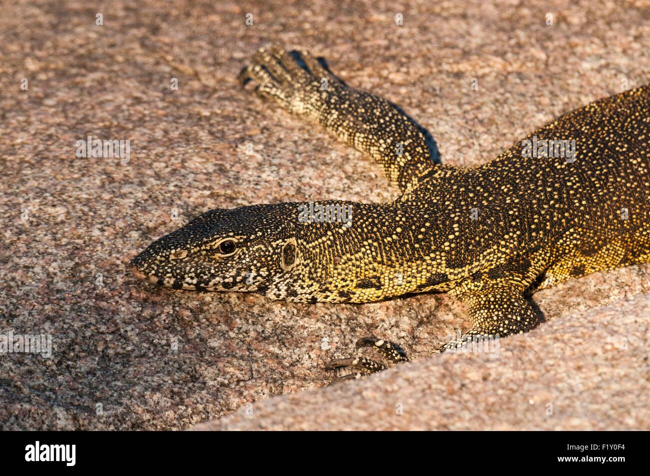 South Africa, Mala Mala Game Reserve, Rock monitor (Varanus albigularis ...