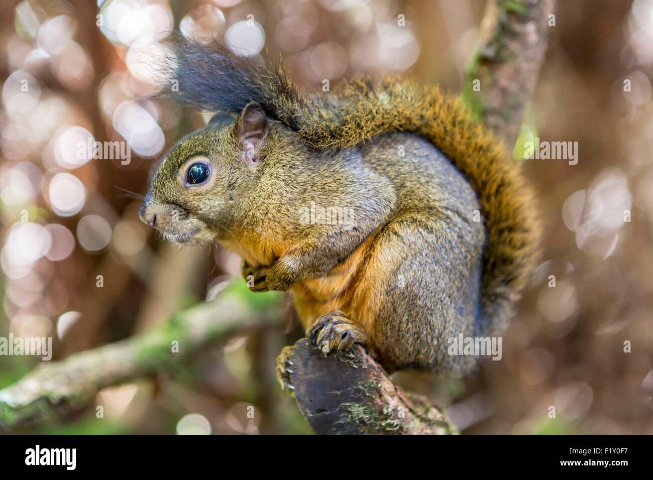 Costa Rica, Alajuela province, Poas Volcano National Park, squirrel ...