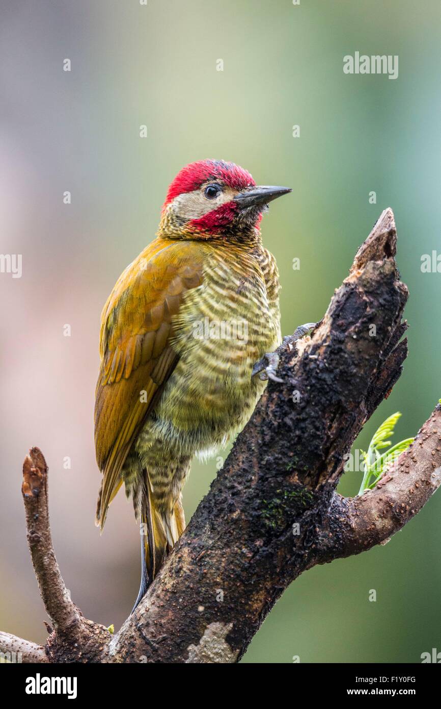 Costa Rica, Alajuela province, Arenal, tropical bird Stock Photo - Alamy