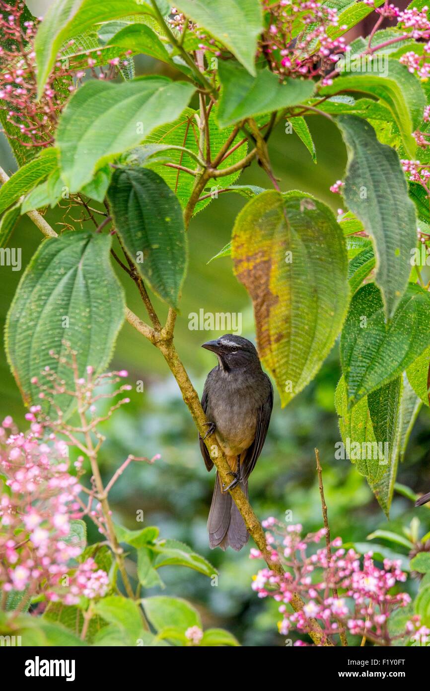 Costa Rica, Alajuela province, Arenal, tropical bird Stock Photo - Alamy