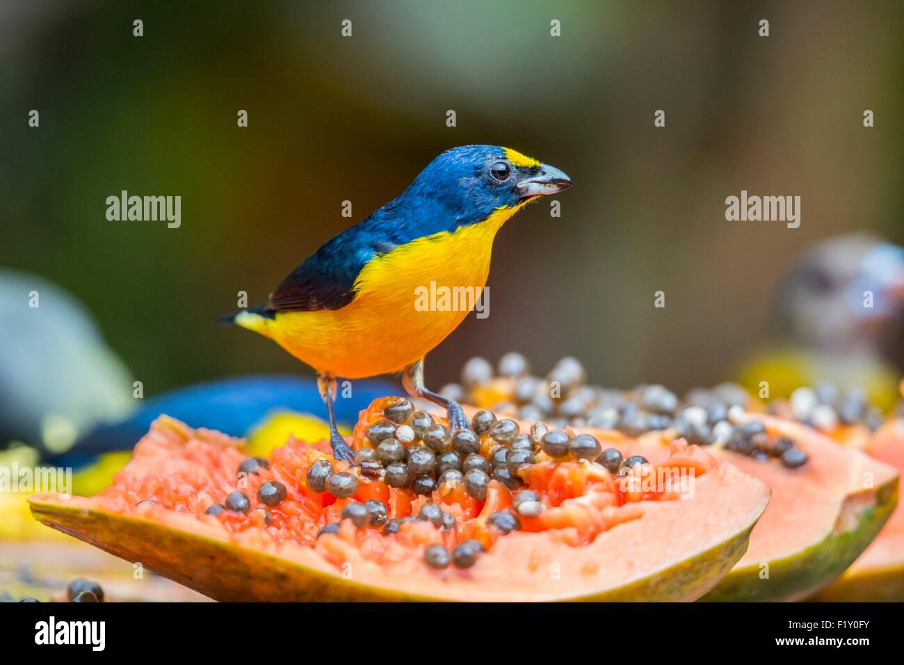 Costa Rica, Alajuela province, Arenal, tropical bird Stock Photo - Alamy