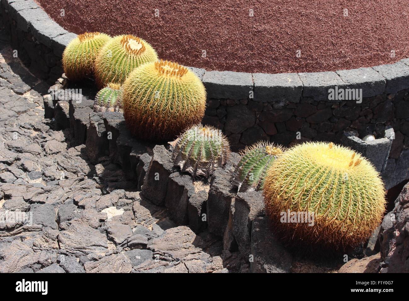 Row of cacti Stock Photo - Alamy