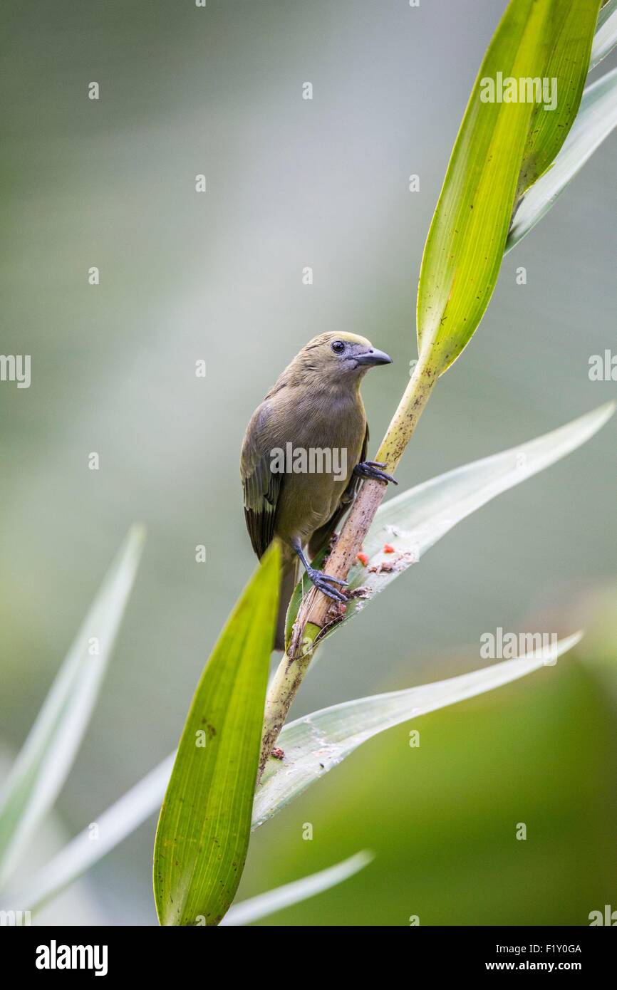 Gray colored bird hi-res stock photography and images - Alamy