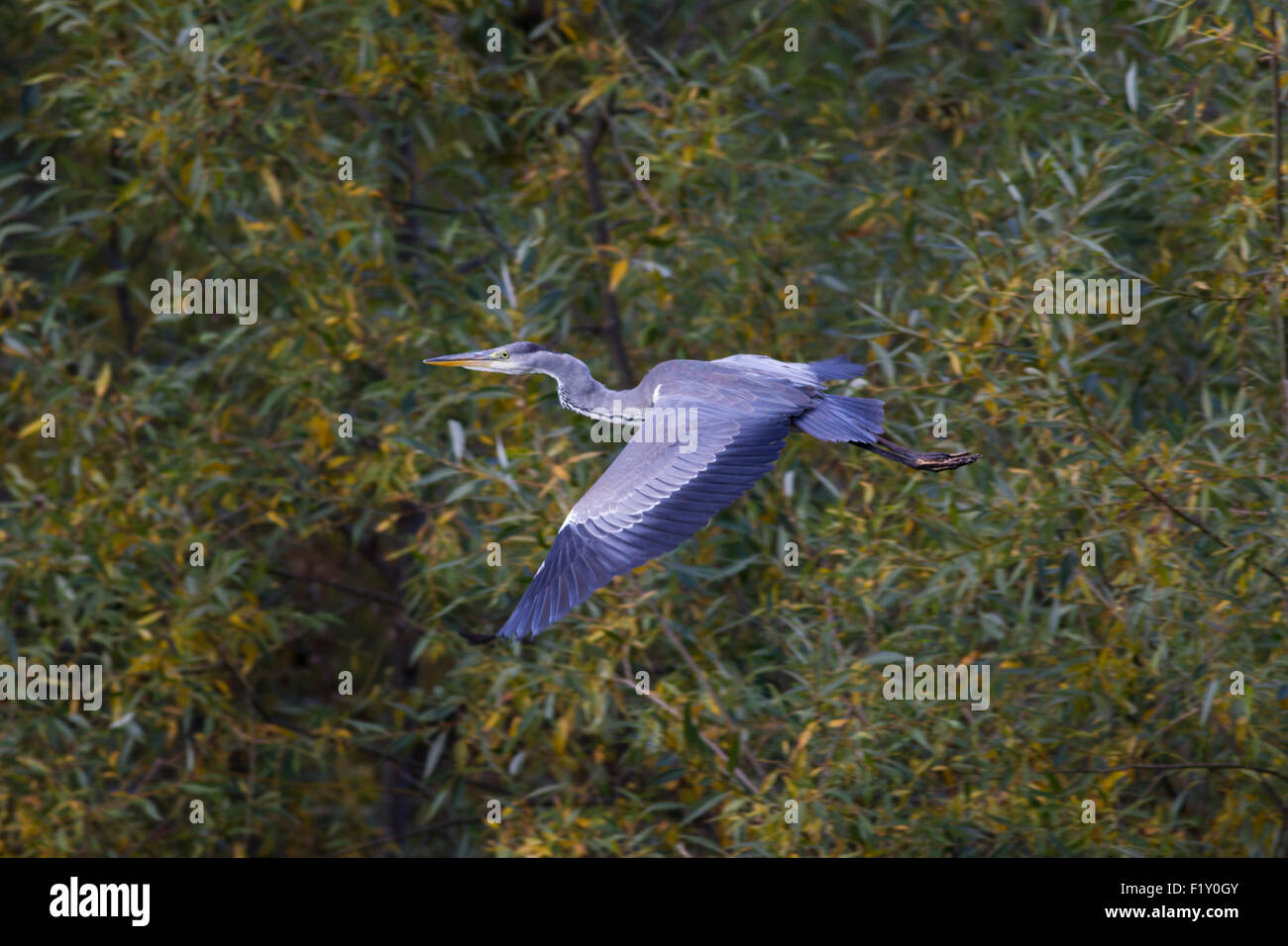 The heron flies away Stock Photo - Alamy