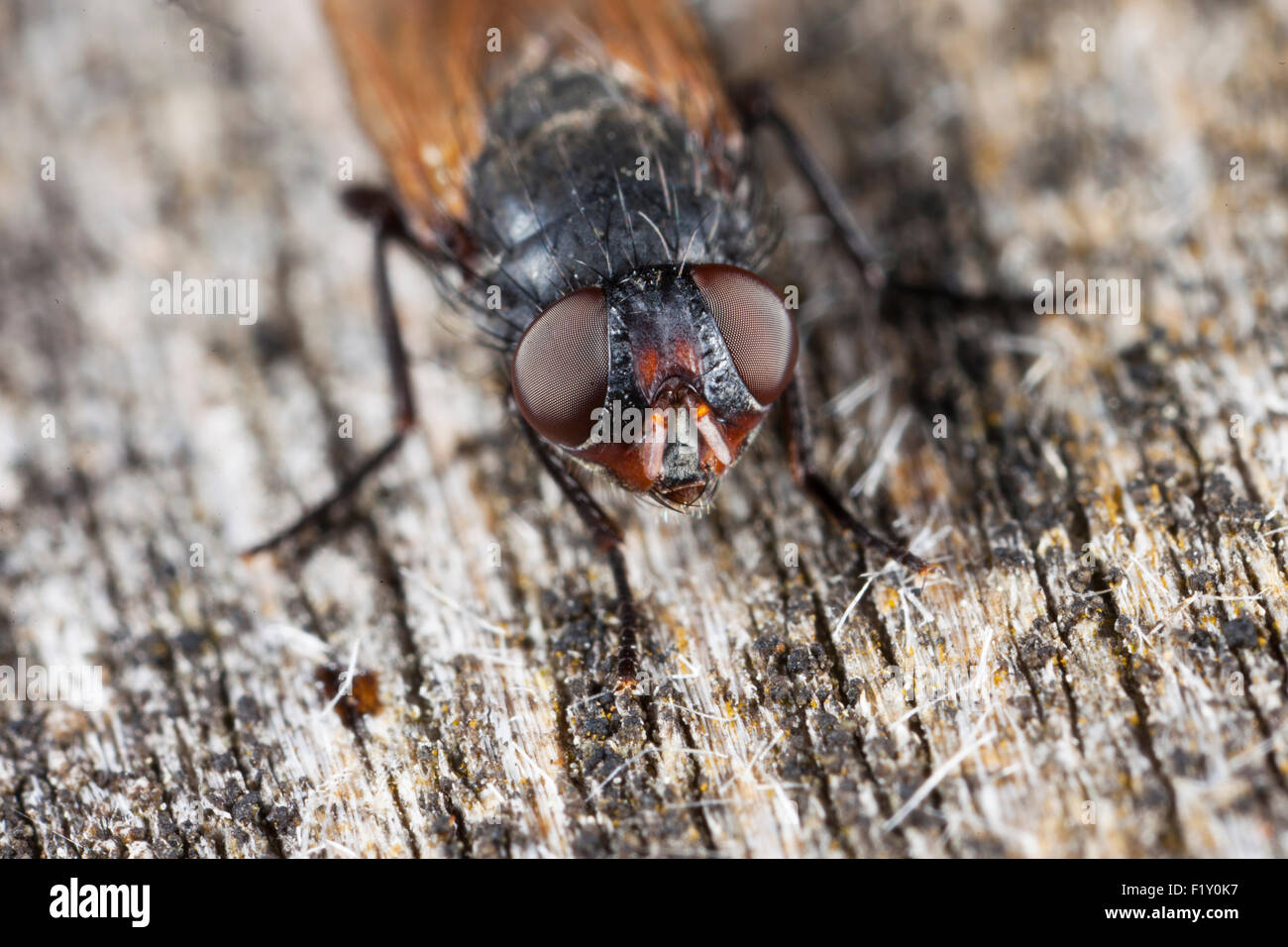 Close up on an ugly fly with big eyes insect Stock Photo - Alamy
