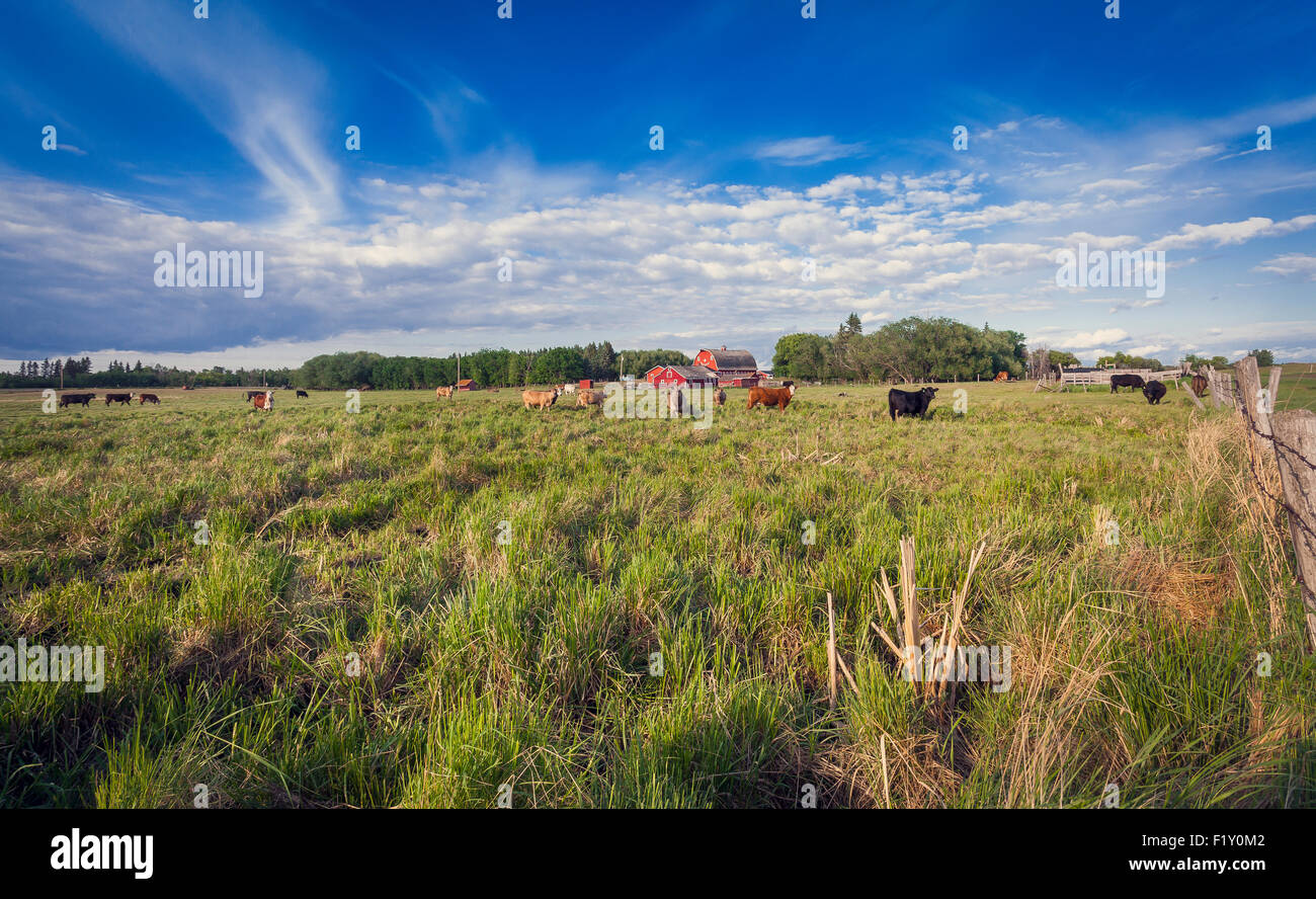 Dairy cow side view hi-res stock photography and images - Alamy