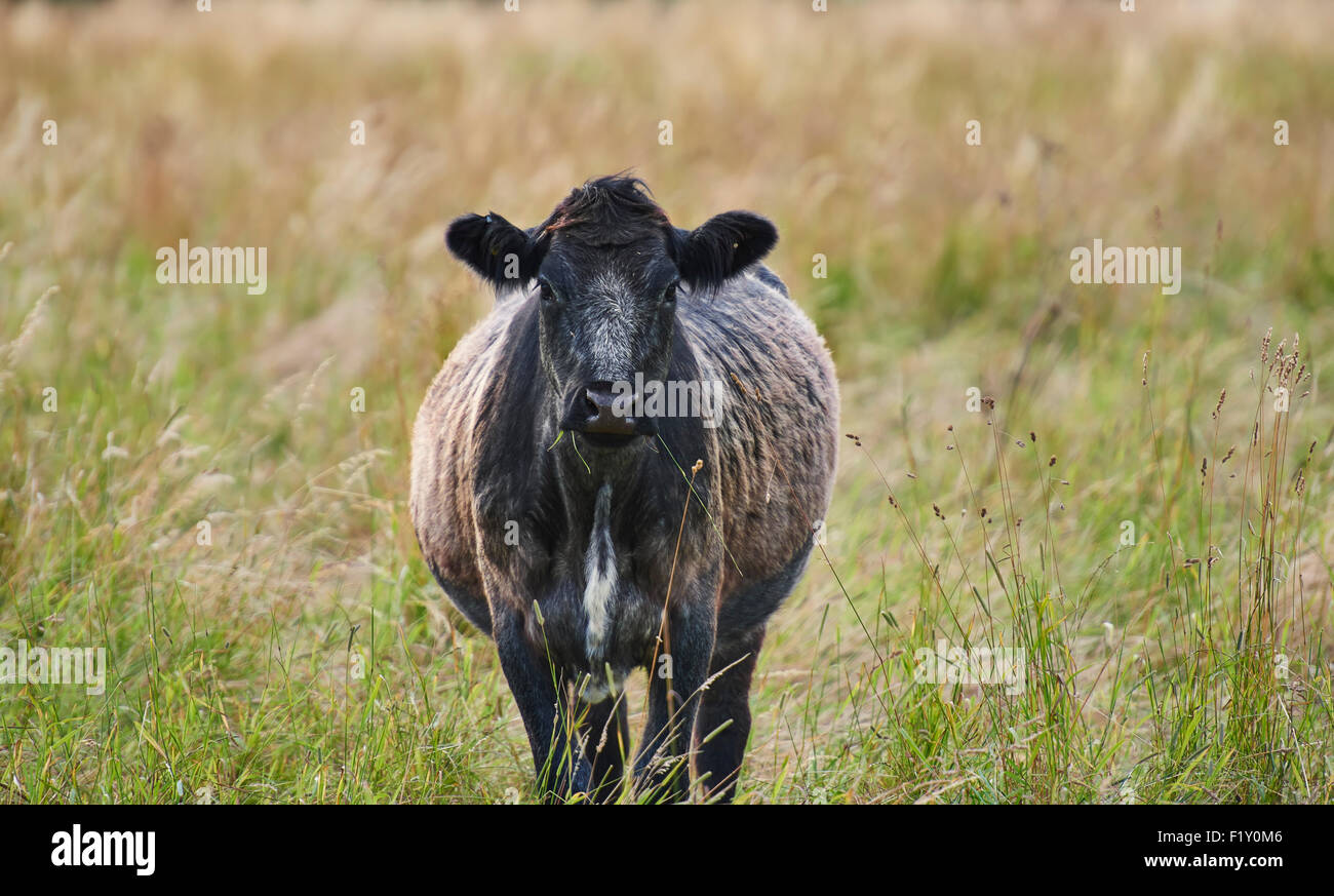 Single cow in a field looking at the camera Stock Photo - Alamy
