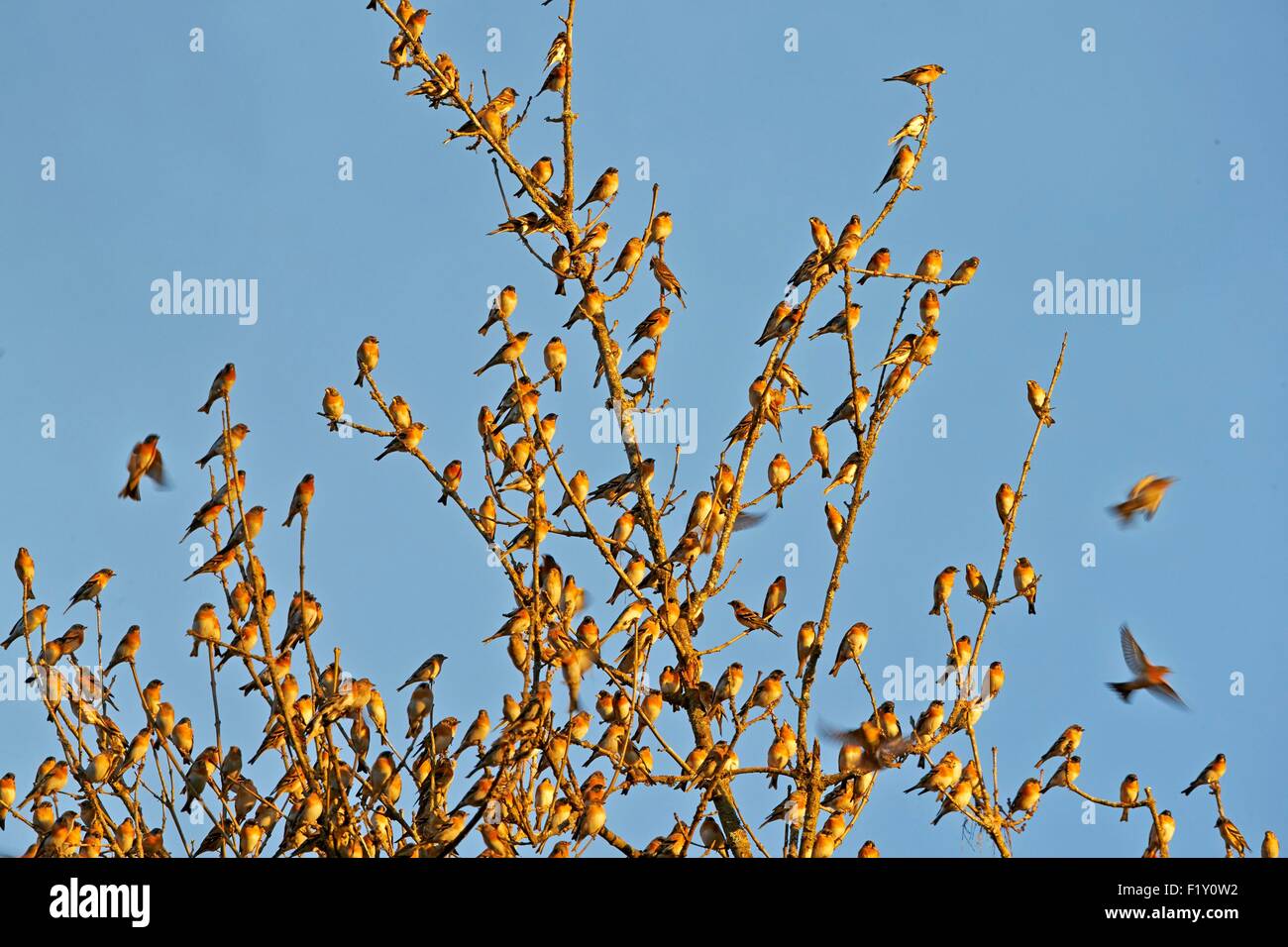 Large tree finches hi-res stock photography and images - Alamy