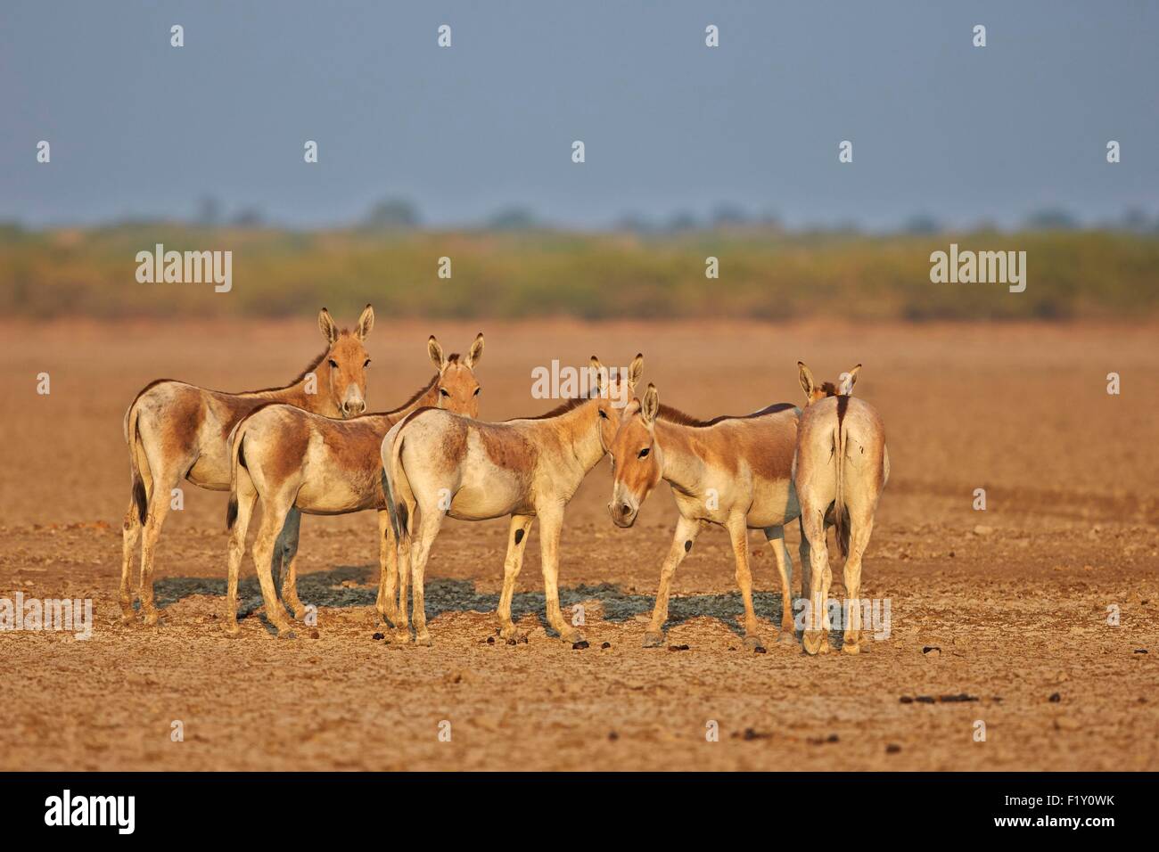 India, Gujarat state, Little Rann of Kutch, Wild Ass Sanctuary, Indian ...