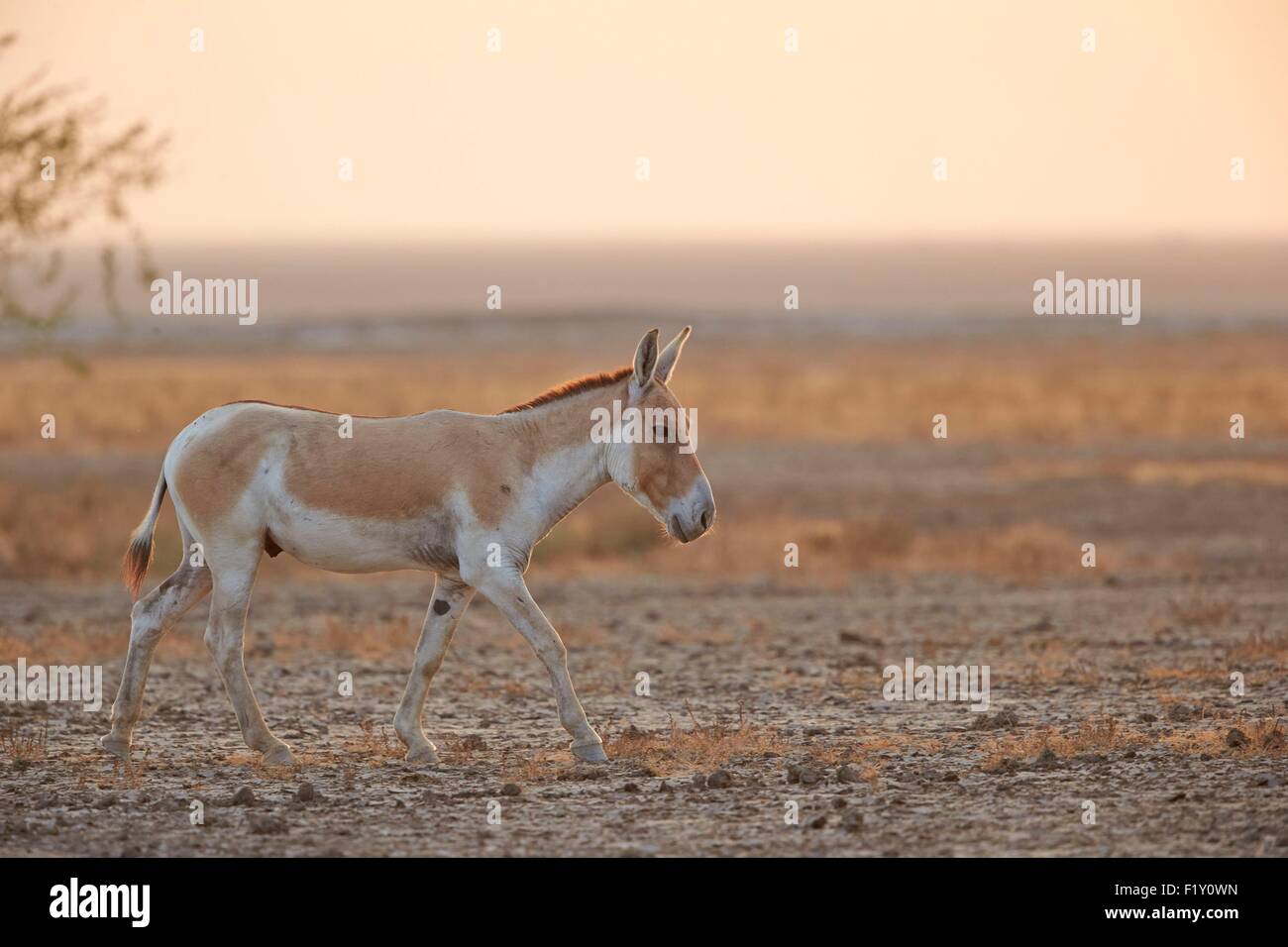 India, Gujarat state, Little Rann of Kutch, Wild Ass Sanctuary, Indian ...