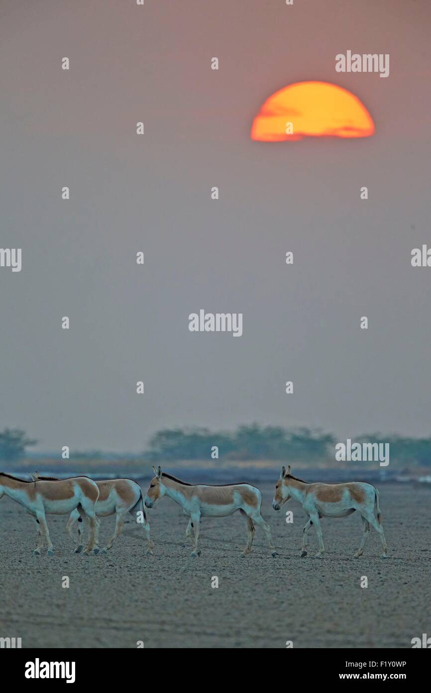 India, Gujarat state, Little Rann of Kutch, Wild Ass Sanctuary, Indian ...
