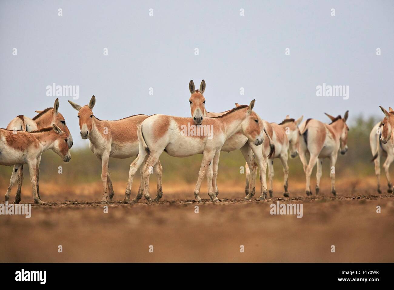 India, Gujarat state, Little Rann of Kutch, Wild Ass Sanctuary, Indian ...