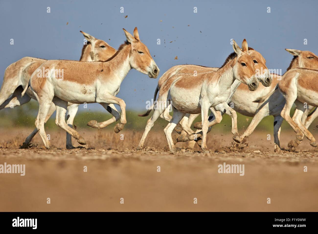 India, Gujarat state, Little Rann of Kutch, Wild Ass Sanctuary, Indian ...