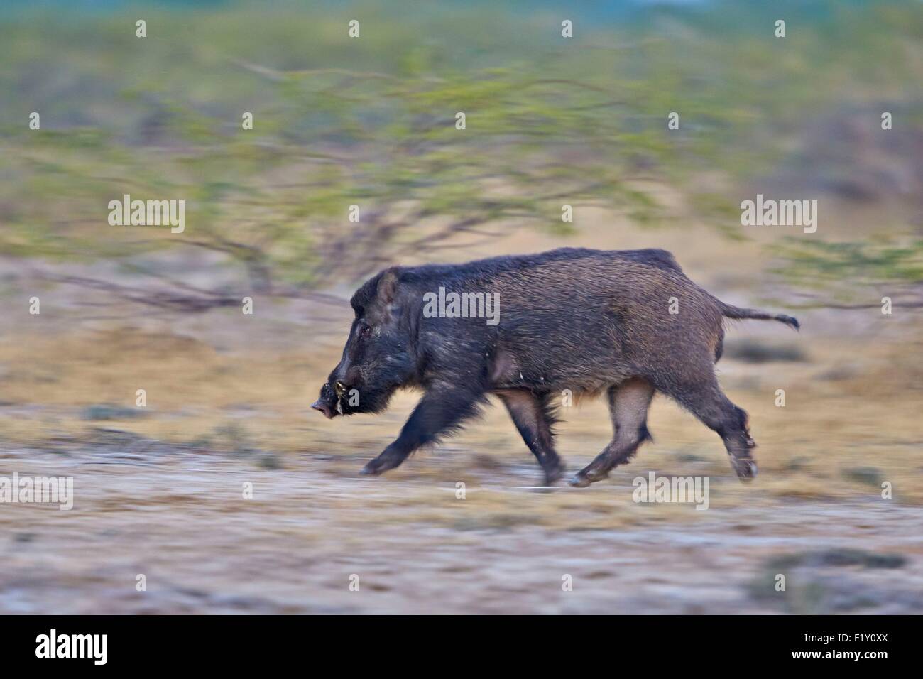 India, Gujarat state, Little Rann of Kutch, Wild Ass Sanctuary, Wild ...