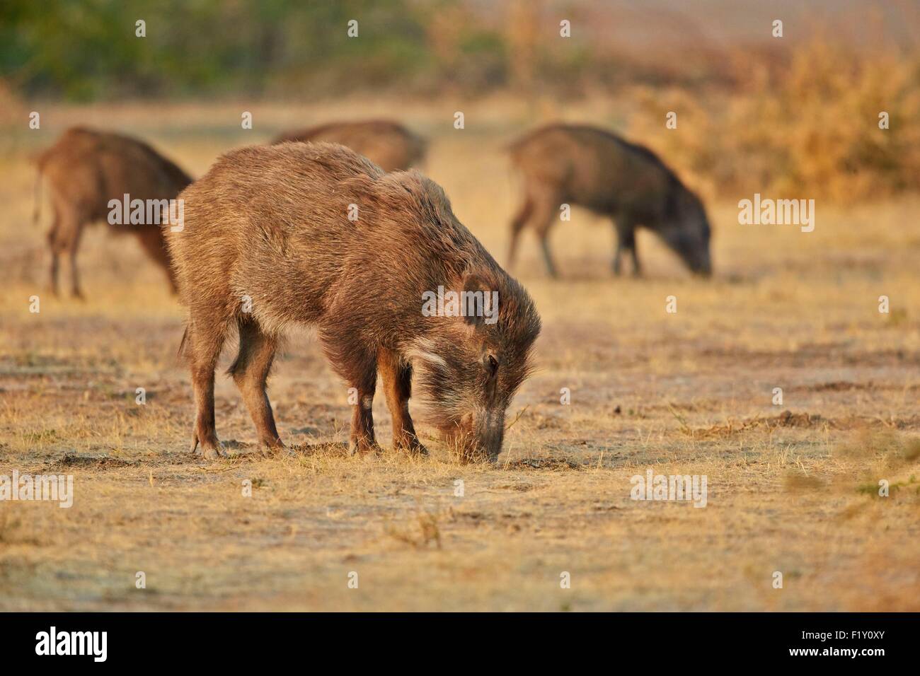 India, Gujarat state, Little Rann of Kutch, Wild Ass Sanctuary, Wild ...
