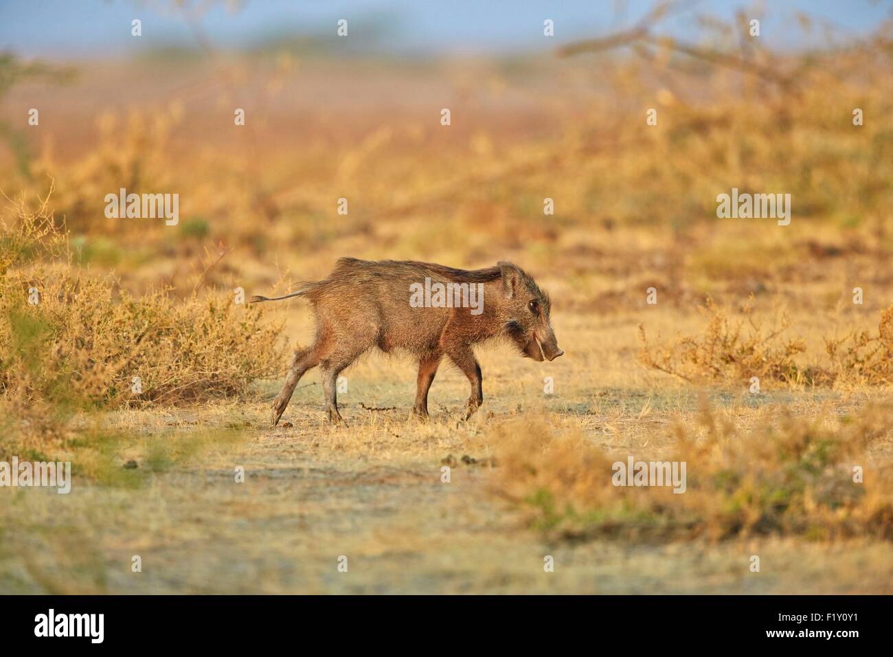 India, Gujarat state, Little Rann of Kutch, Wild Ass Sanctuary, Wild ...