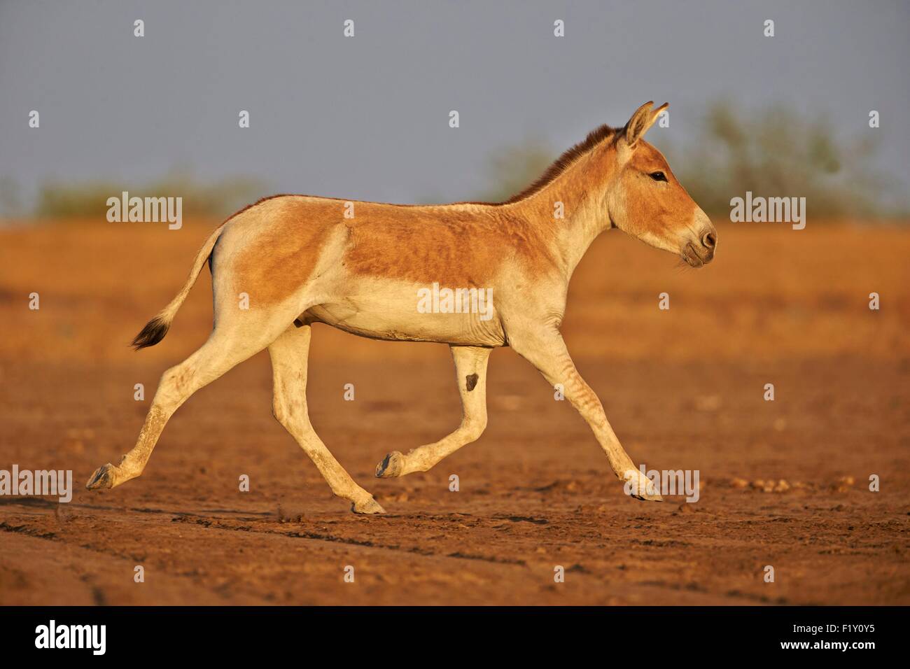 India, Gujarat state, Little Rann of Kutch, Wild Ass Sanctuary, Indian ...