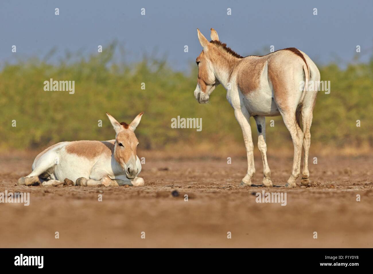 India, Gujarat state, Little Rann of Kutch, Wild Ass Sanctuary, Indian ...