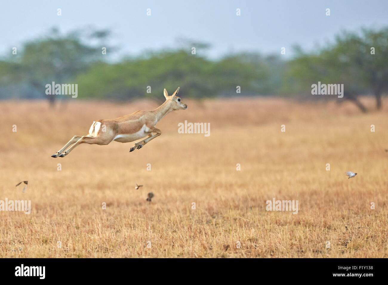 Blackbuck jumping hi-res stock photography and images - Alamy