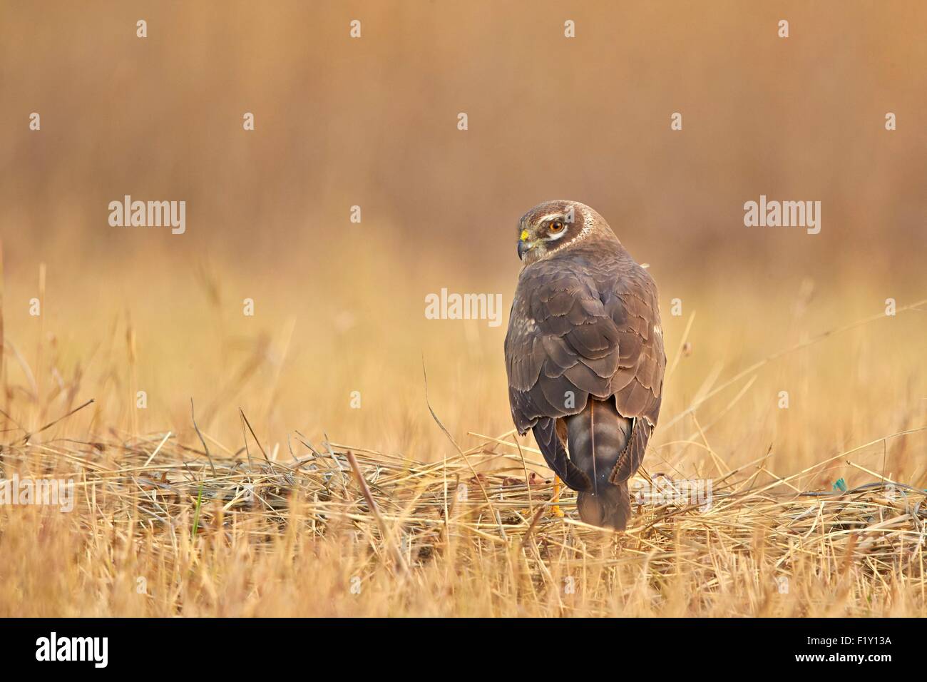 India, Gujarat state, Blackbuck national park, Montagu's harrier ...