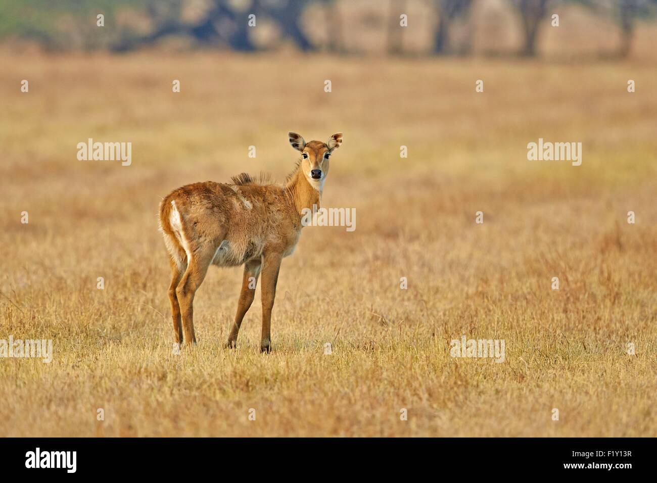 India, Gujarat state, Blackbuck national park, Nilgai or Indian Bull or ...