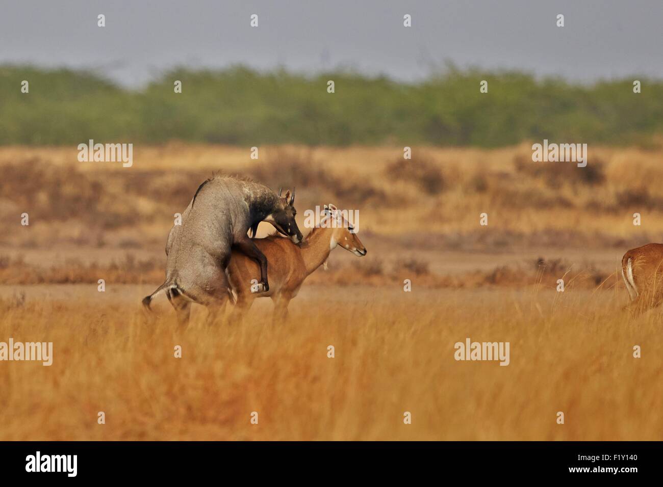Mating session hi-res stock photography and images - Alamy