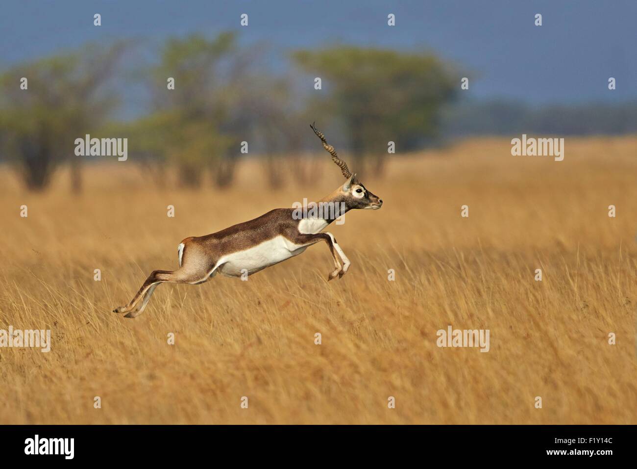 India, Gujarat state, Blackbuck national park, Blackbuck (Antilope ...
