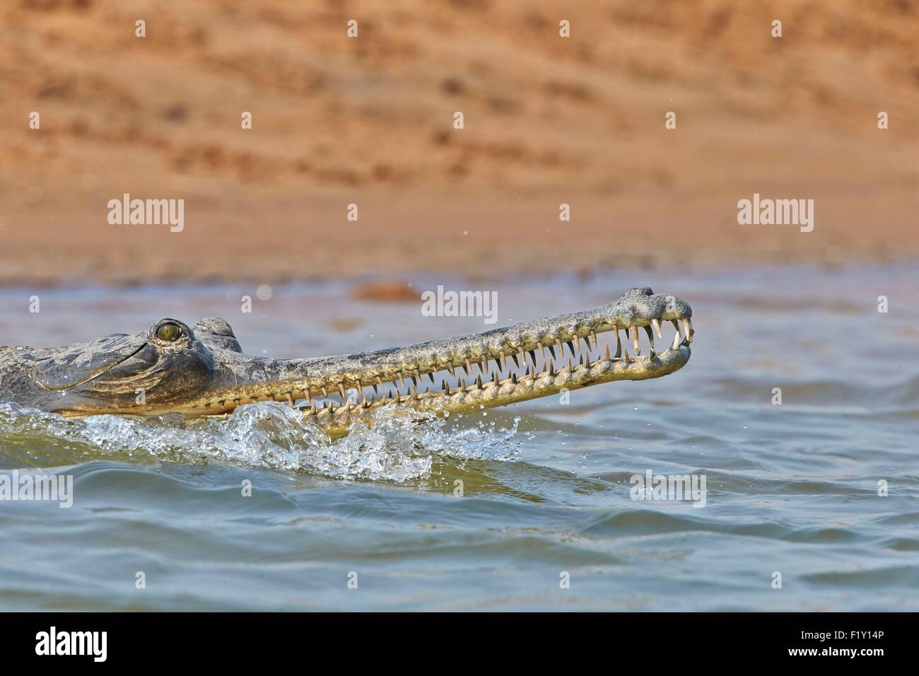 India, Uttar Pradesh state, Chambal river, Gharial (Gavialis gangeticus ...