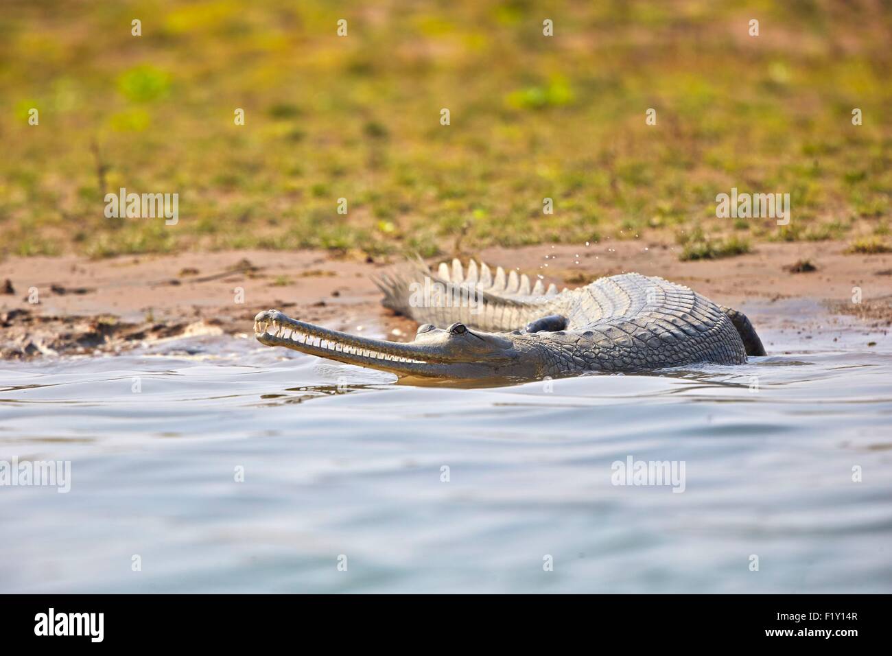 India, Uttar Pradesh state, Chambal river, Gharial (Gavialis gangeticus ...