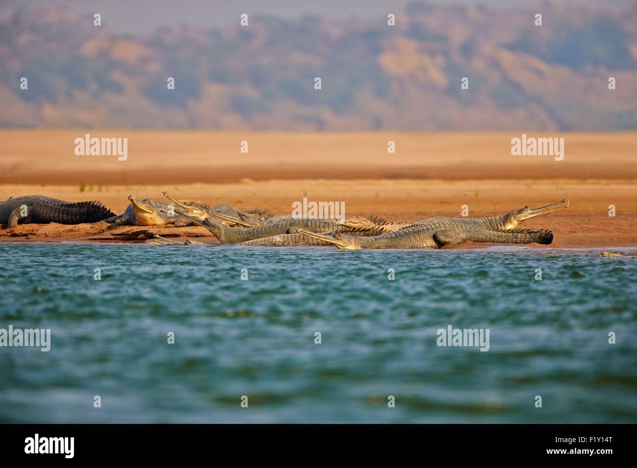 India, Uttar Pradesh state, Chambal river, Gharial (Gavialis gangeticus ...