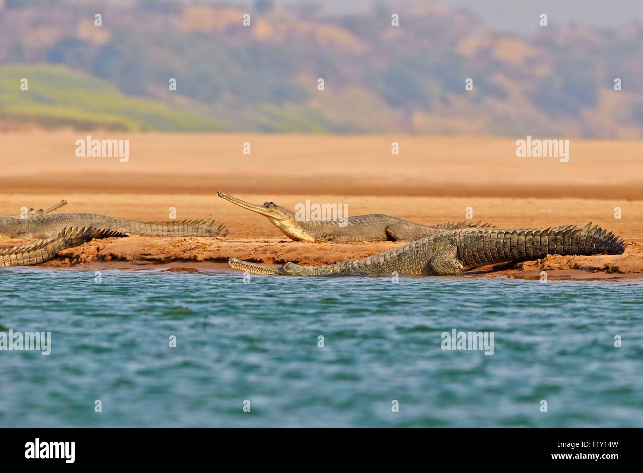 India, Uttar Pradesh state, Chambal river, Gharial (Gavialis gangeticus ...